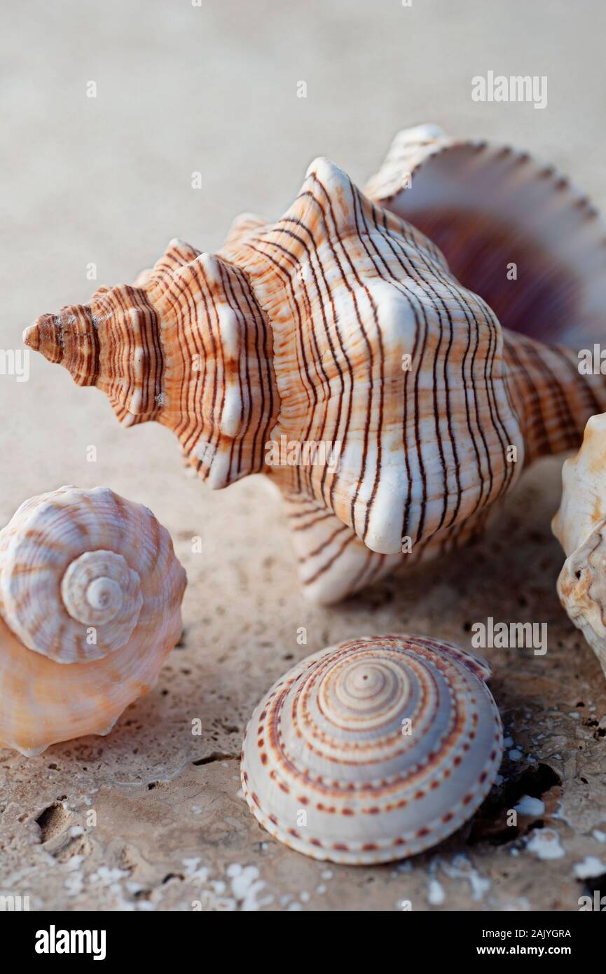 Beautiful collection of seashells on stone still life photography art ...