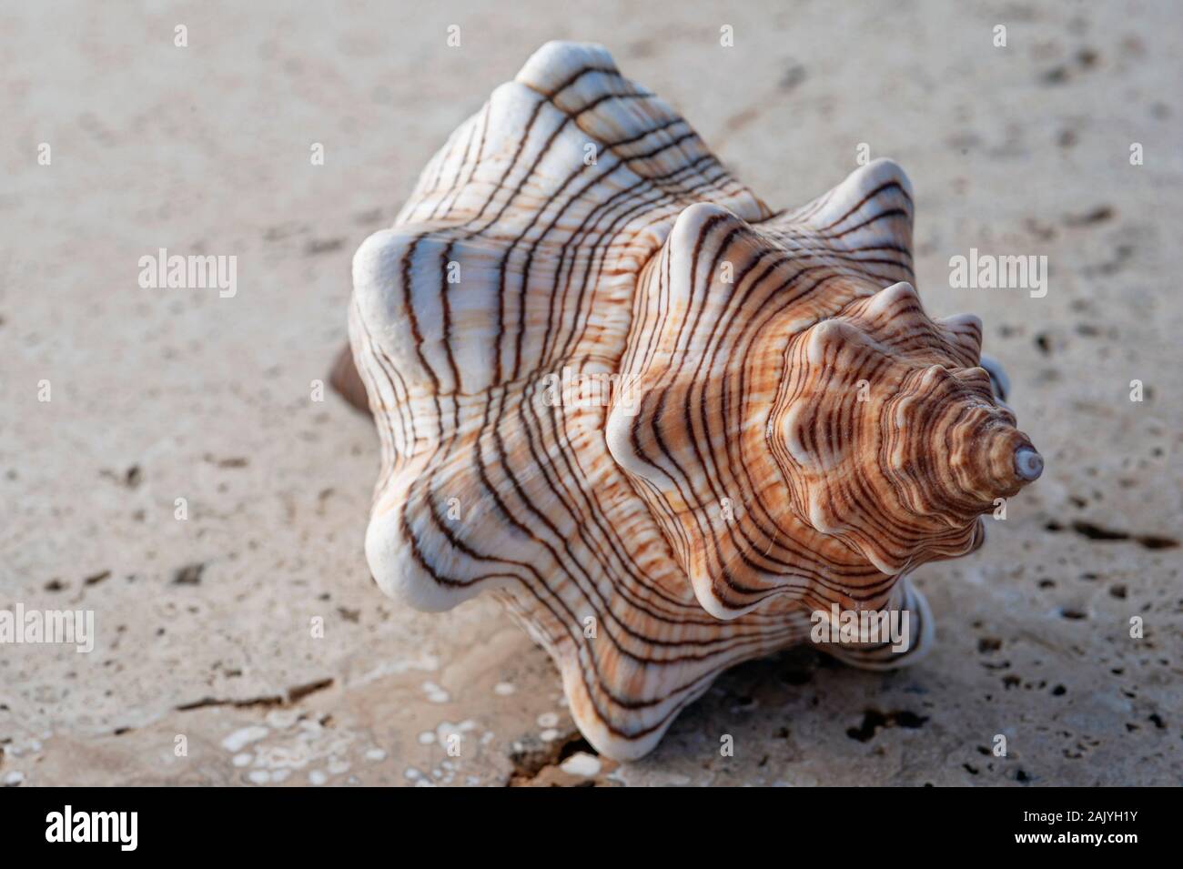 Beautiful collection of seashells on stone still life photography art ...