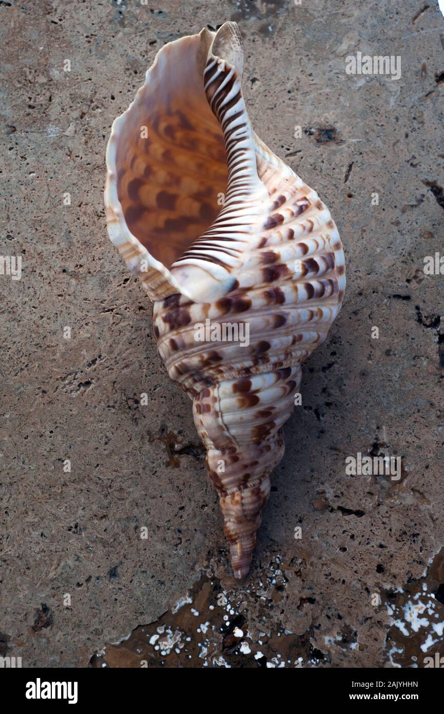 Beautiful collection of seashells on stone still life photography art ...