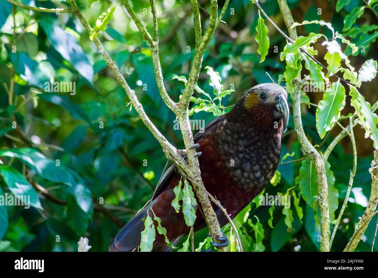 New Zealand Kaka, nestor meridionalis, on a mapou tree (red matipo ...