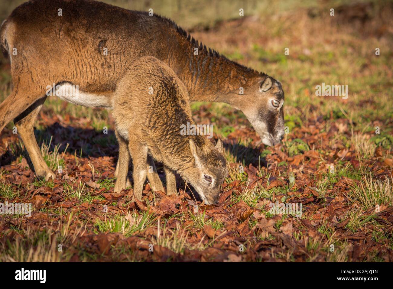 Mouflon zoo hi-res stock photography and images - Alamy