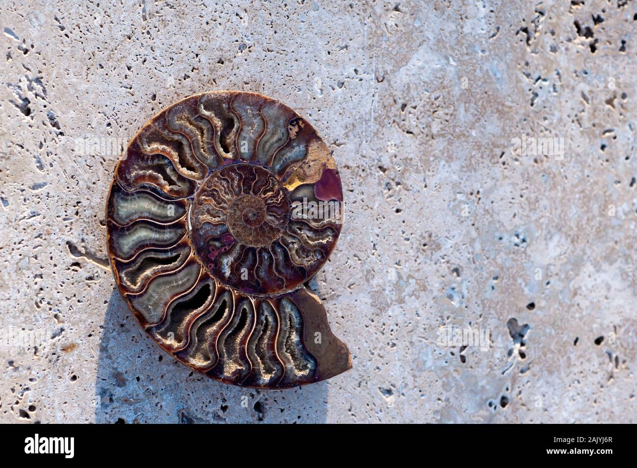 Beautiful close-up of an Ammonite Nautilus Fossil spiral. Natural ...
