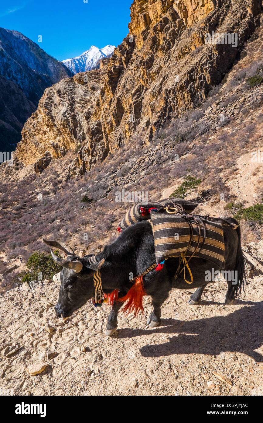 A yak train carrying goods in the Dolpo region of the Nepal Himalayas ...
