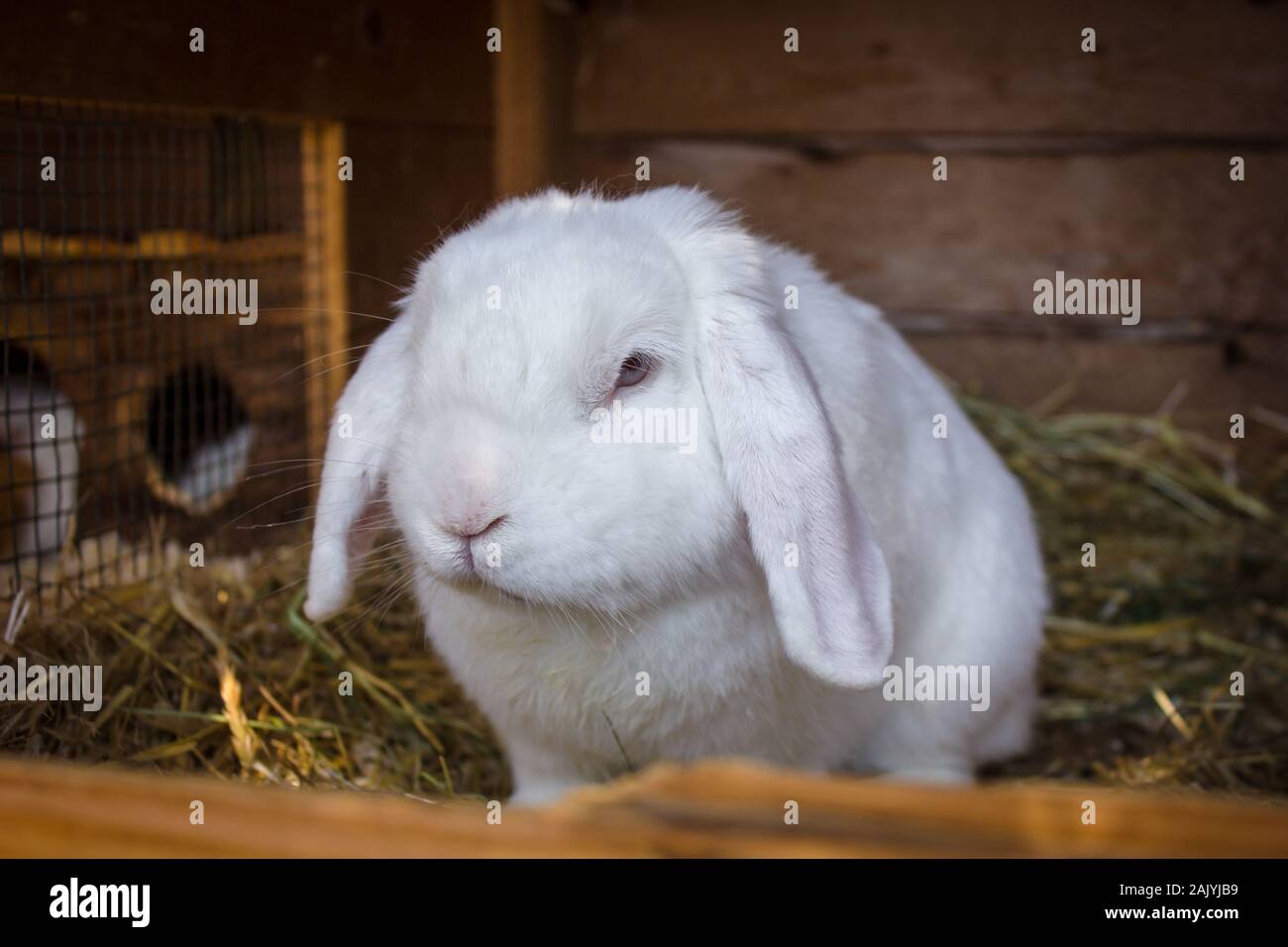 Poor bunny hi-res stock photography and images - Alamy