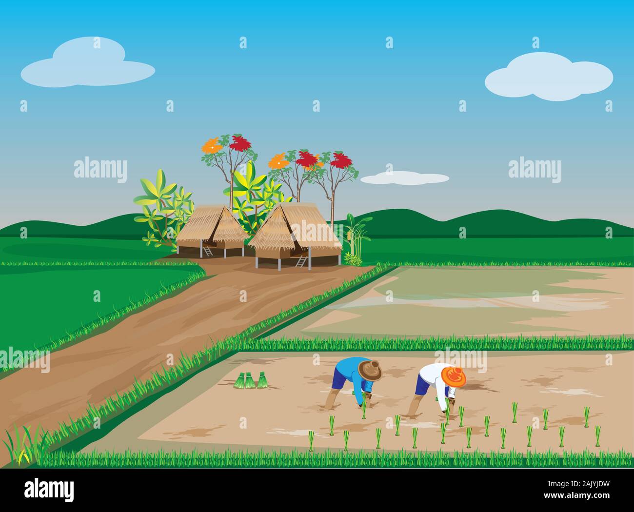 farmer transplant rice seeding in paddy field Stock Vector Image & Art ...