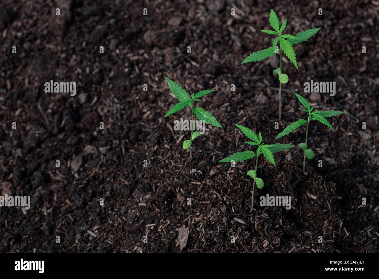 Plant of a little cannabis seedling in the ground at blurred background ...