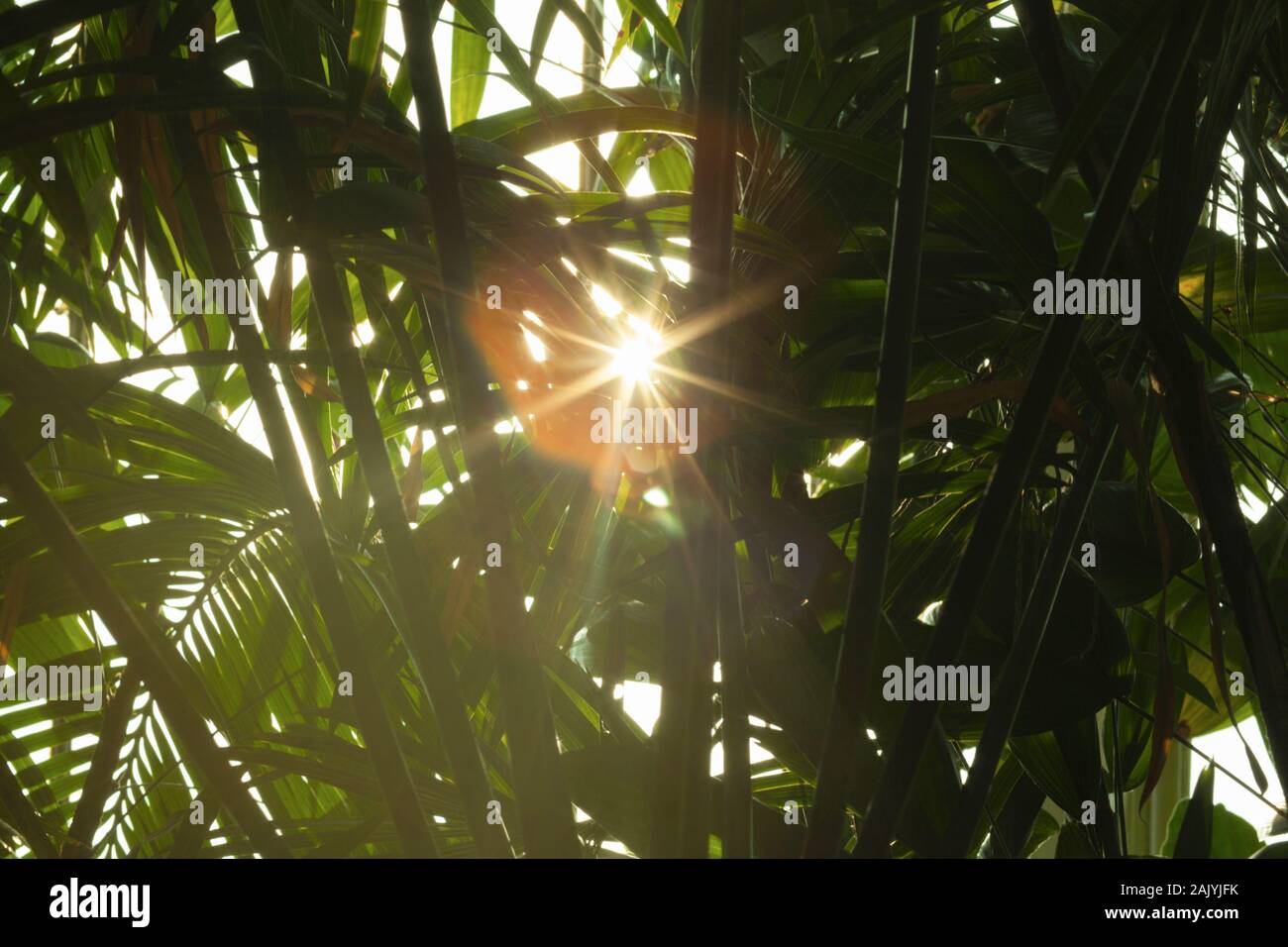 Palm trees with sun rays hi-res stock photography and images - Alamy