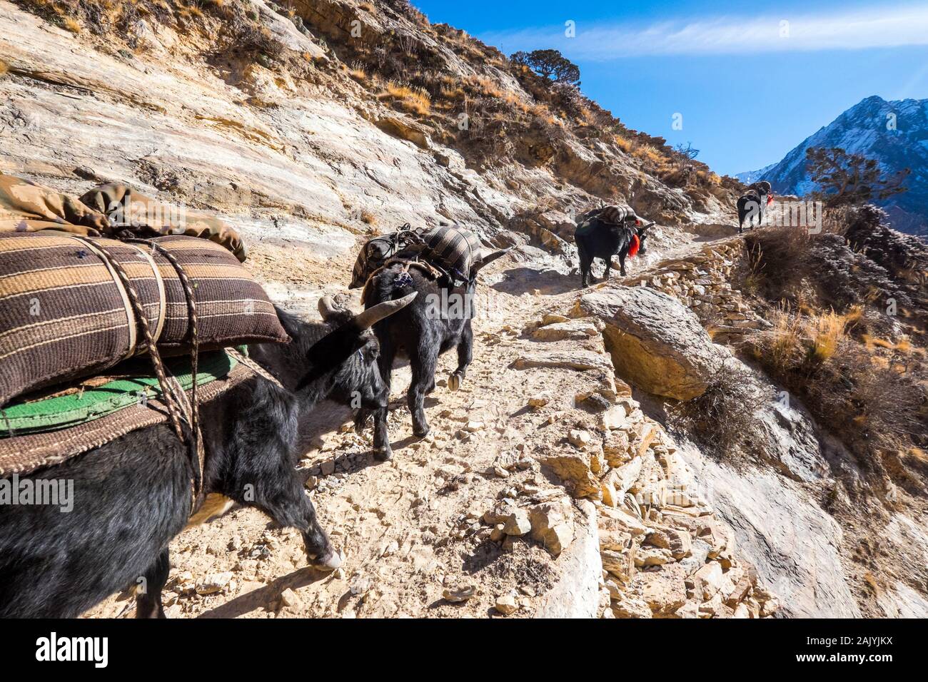 A yak train carrying goods in the Dolpo region of the Nepal Himalayas ...