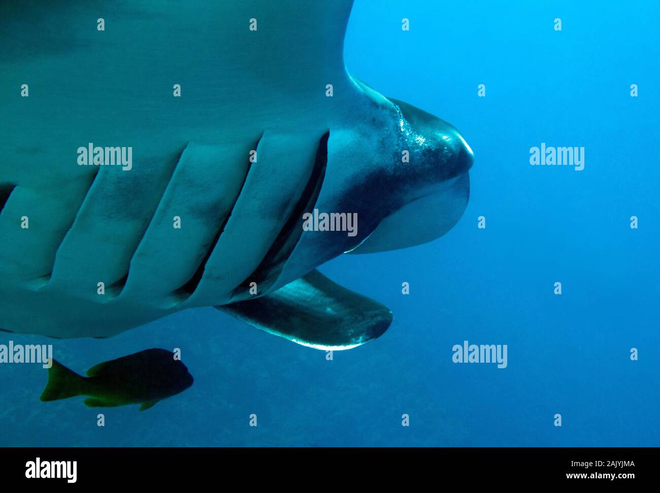 Pacific Manta Ray (Manta Birostris) Passing By, Close-up from ...