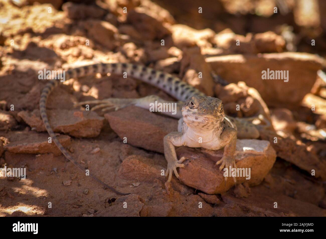 Mottled lizard hi-res stock photography and images - Alamy