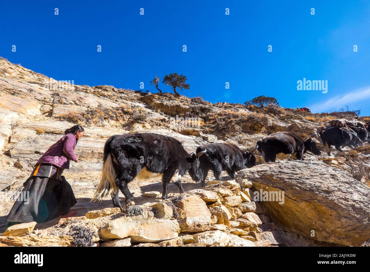 A yak train carrying goods in the Dolpo region of the Nepal Himalayas ...