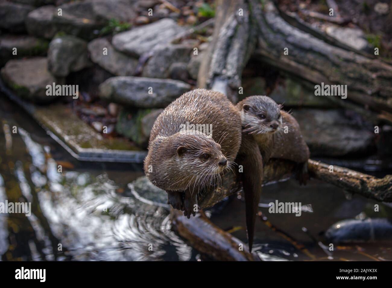 Cute Asian small-clawed otter sitting on a tree limb near a river Stock ...