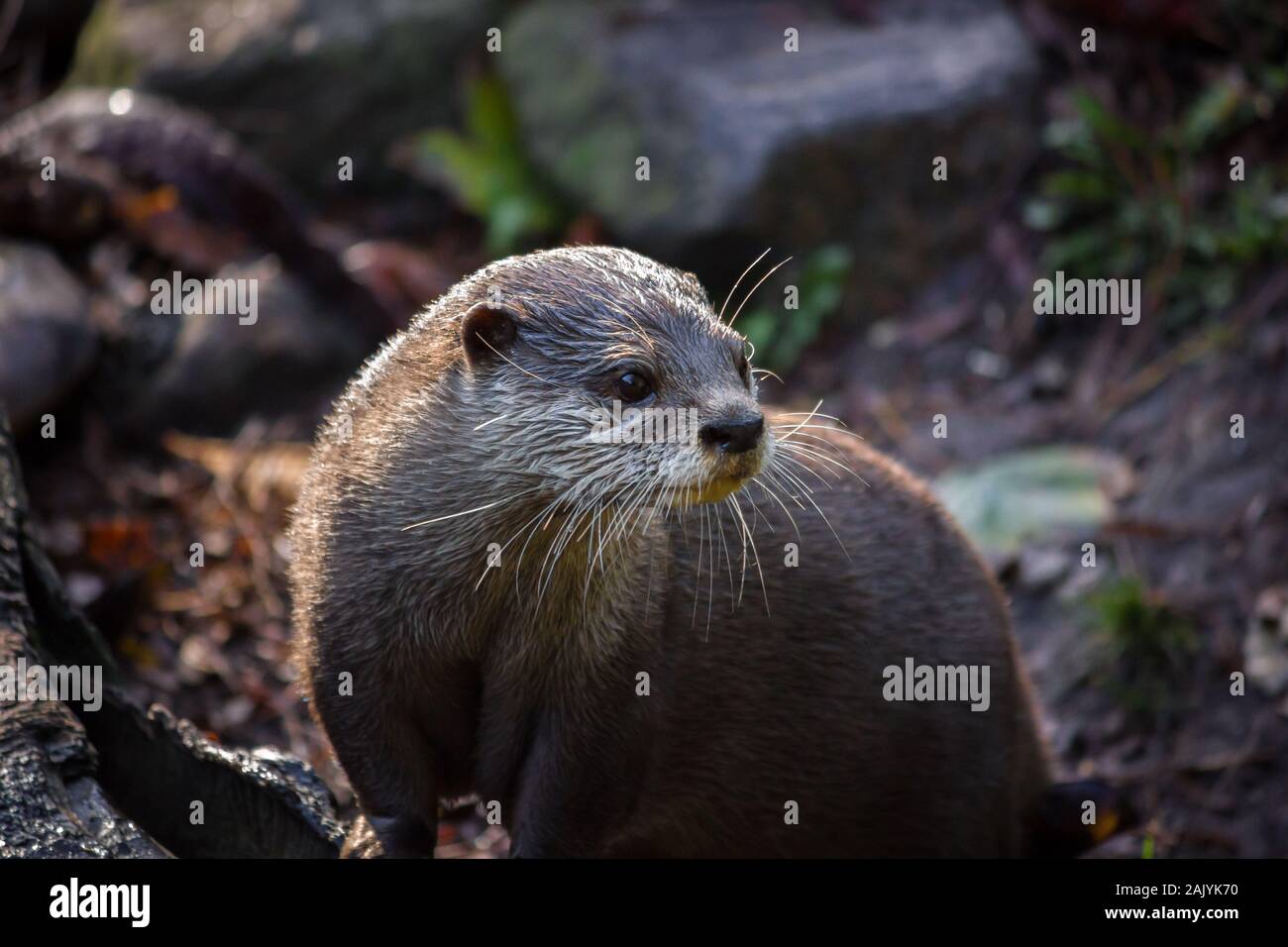 Cute Asian small-clawed otter sitting near a river Stock Photo - Alamy
