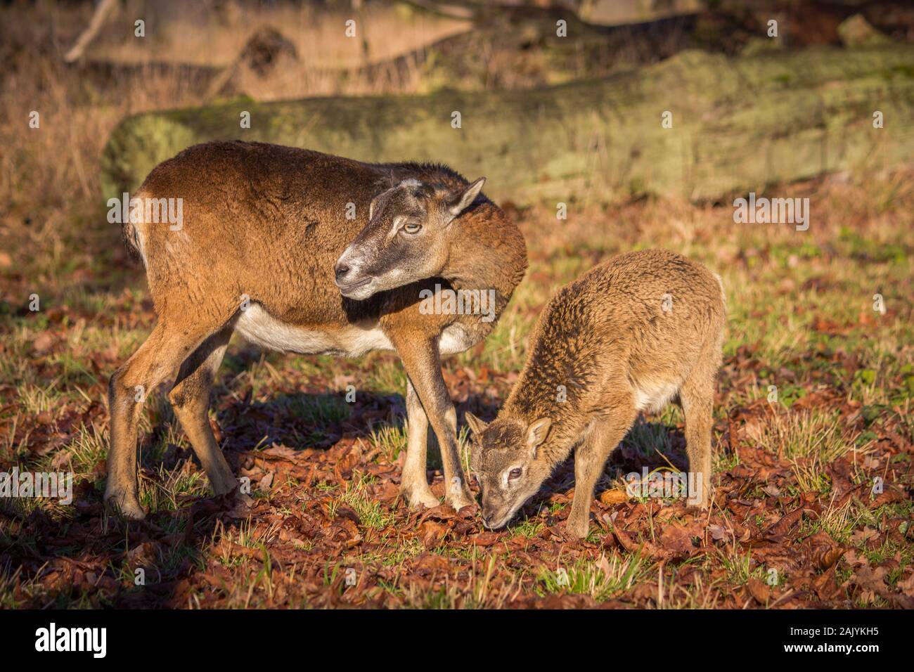 Baby mouflon hi-res stock photography and images - Alamy