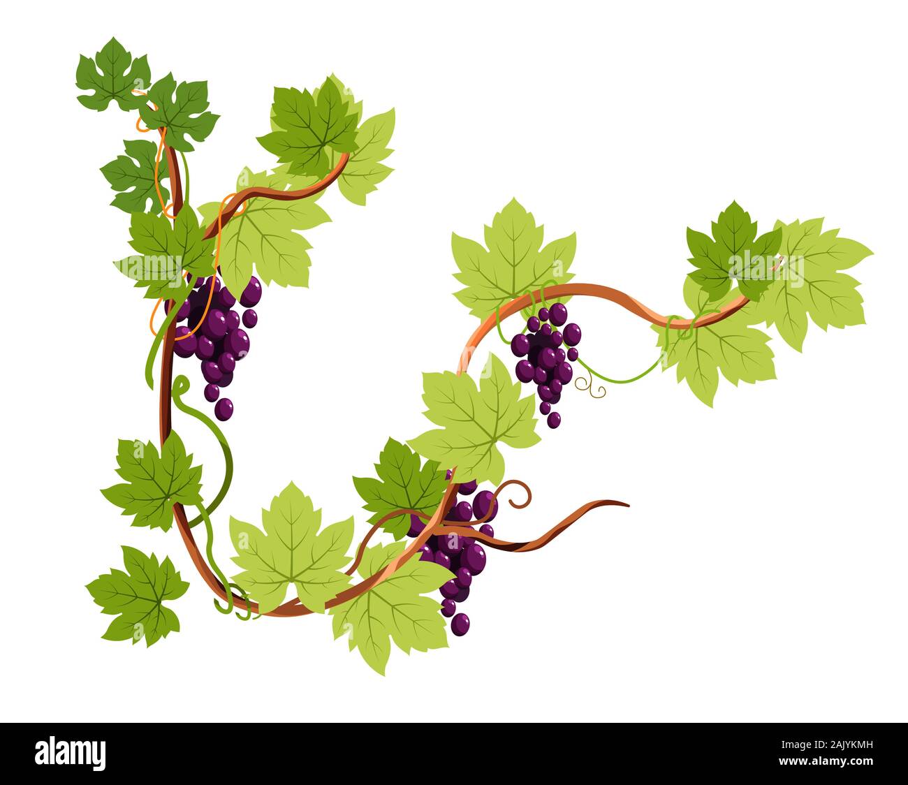 Bunches grape vine Stock Vector Images - Alamy