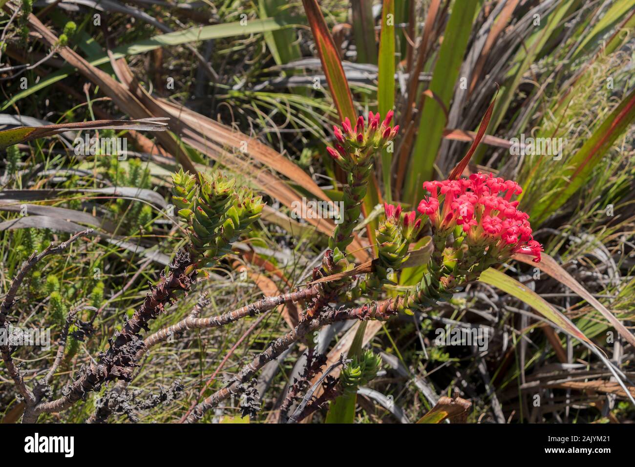 Pink flowers at Table Mountain National Park in Cape Town, South Africa ...