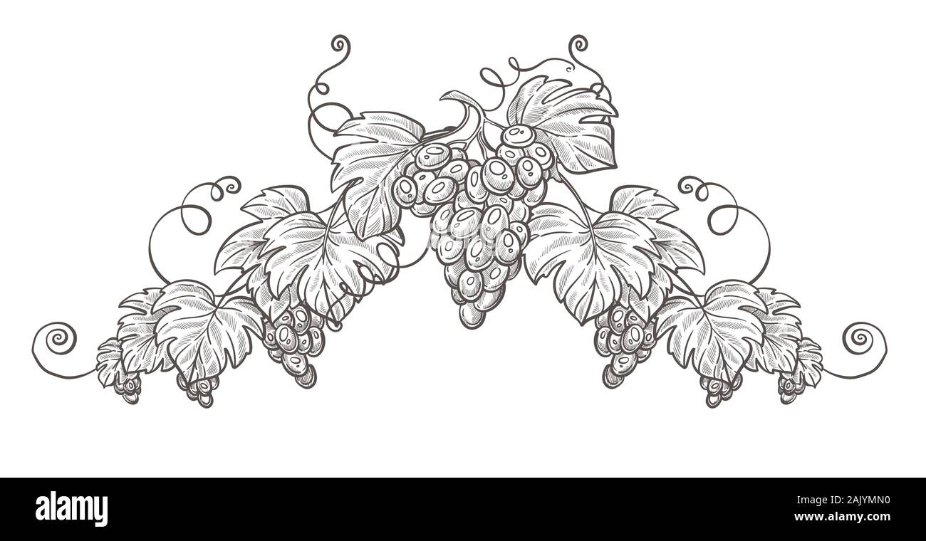 Grape bunches on branch isolated sketch, berries cluster Stock Vector ...