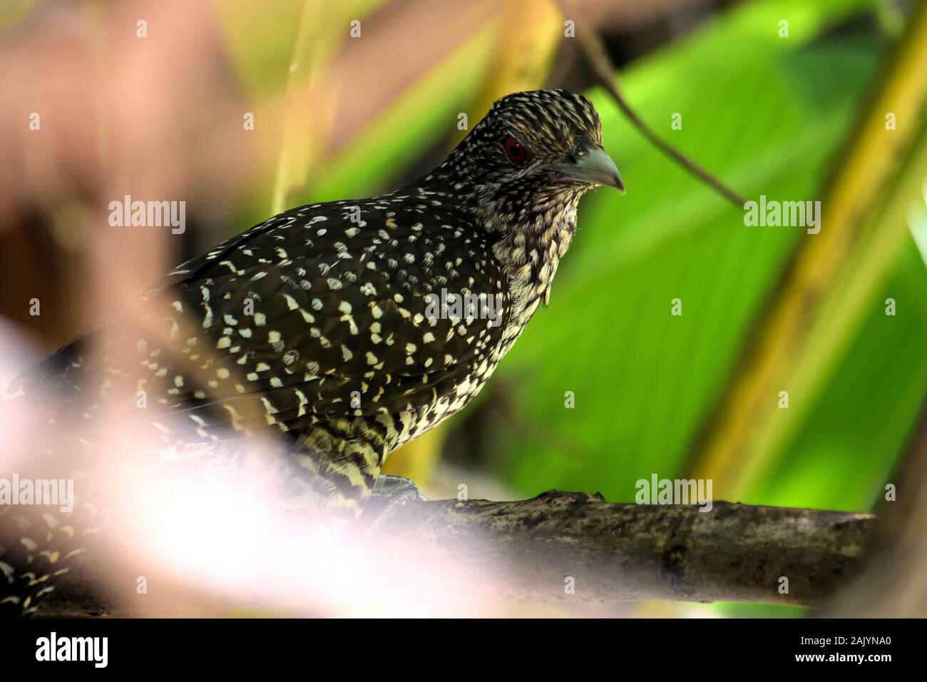 Female of Asian Koel in the middle of the jungle, Asia Stock Photo - Alamy