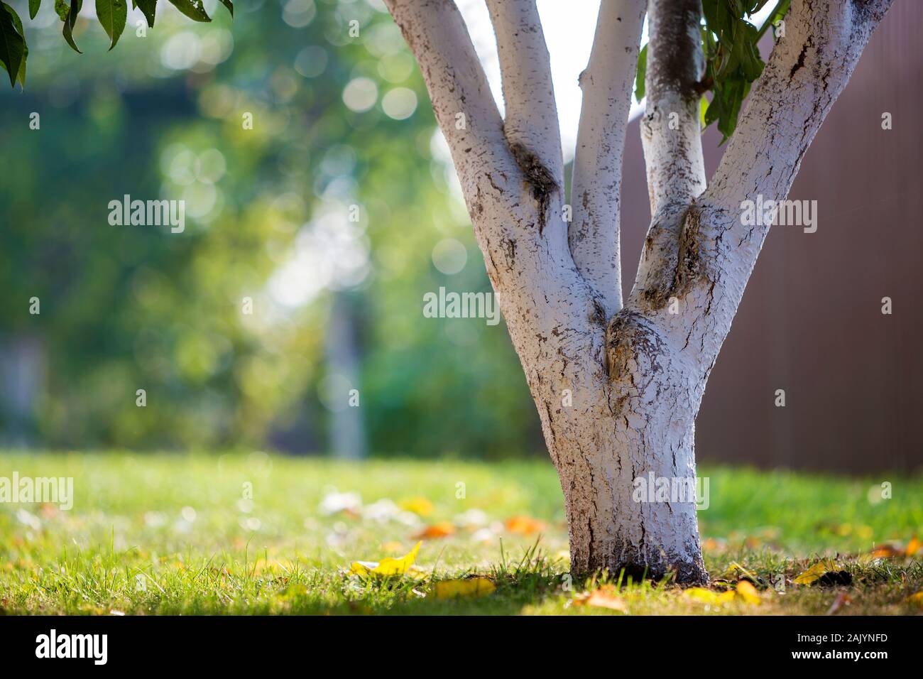 Whitewashed bark of tree growing in sunny orchard garden on blurred ...