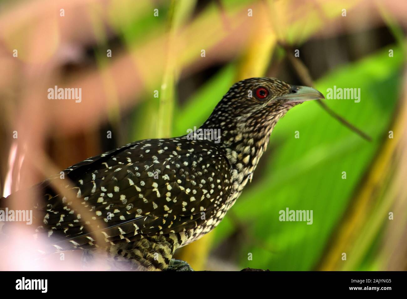 Female of Asian Koel in the middle of the jungle, Asia Stock Photo - Alamy