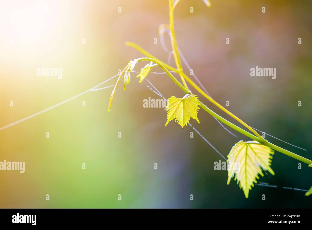 Close-up of isolated tender vintage twig sprout with spider web on ...