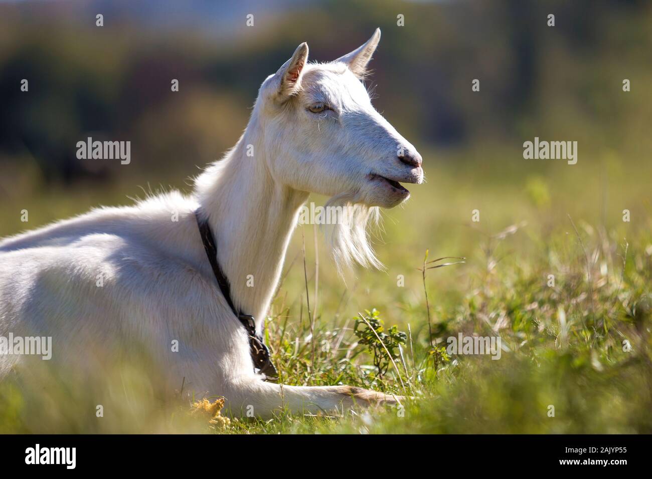 Portrait of white goat with beard on blurred bokeh background. Farming ...