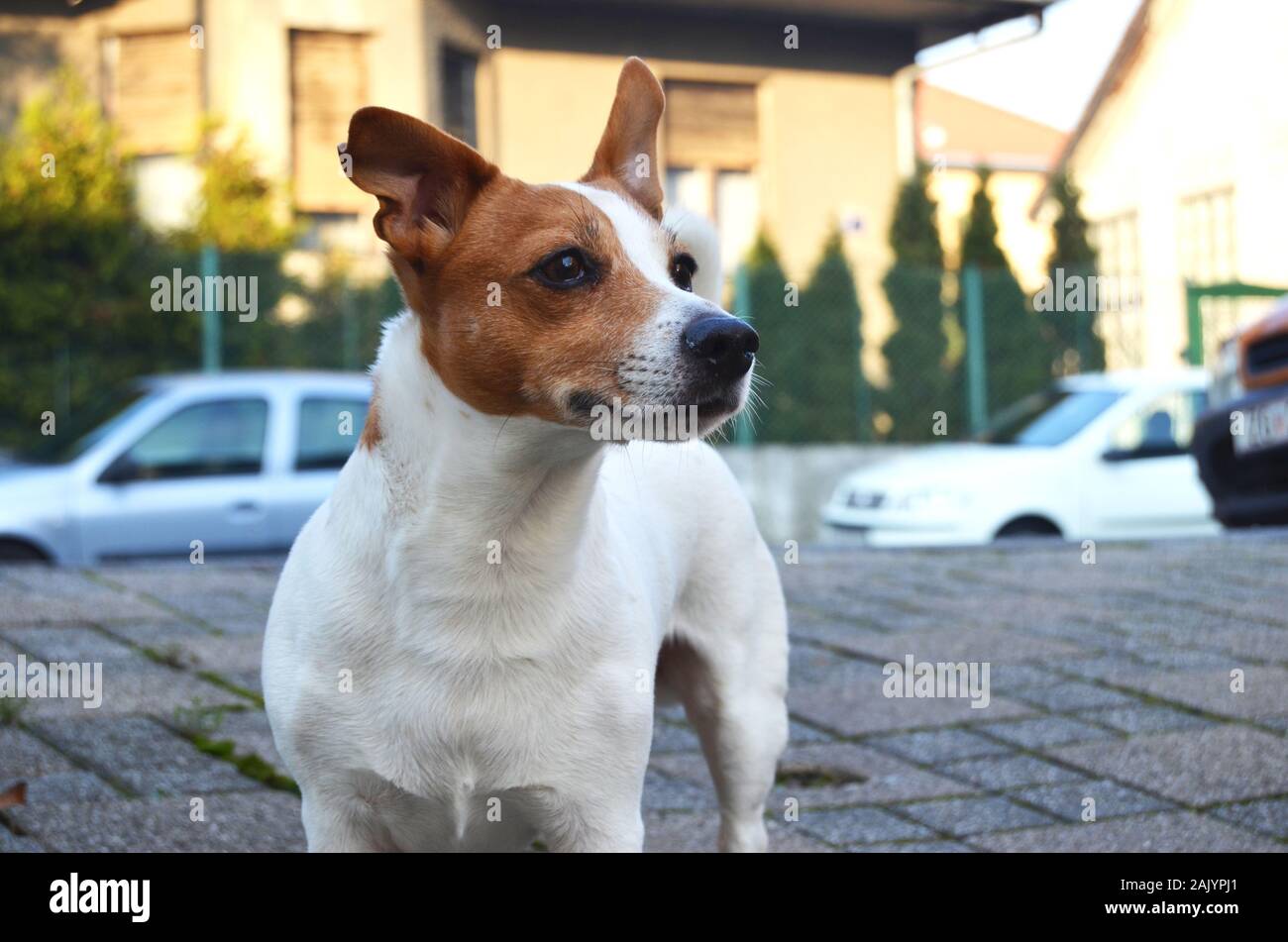 Old jack russell hi-res stock photography and images - Alamy