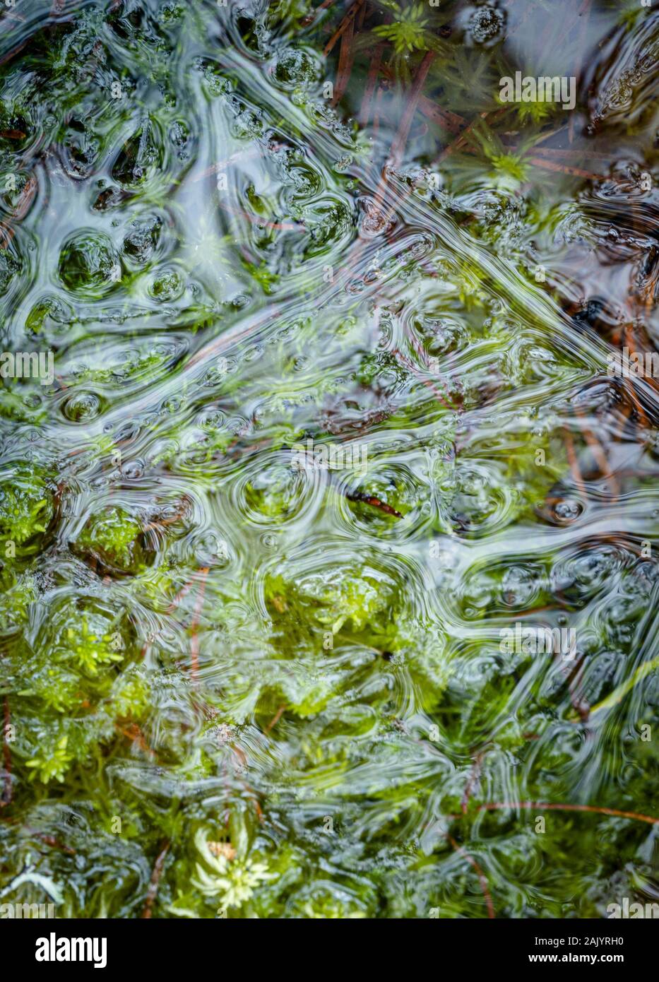 Frozen Sphagnum bog in the Cairngorms National Park of Scotland Stock ...