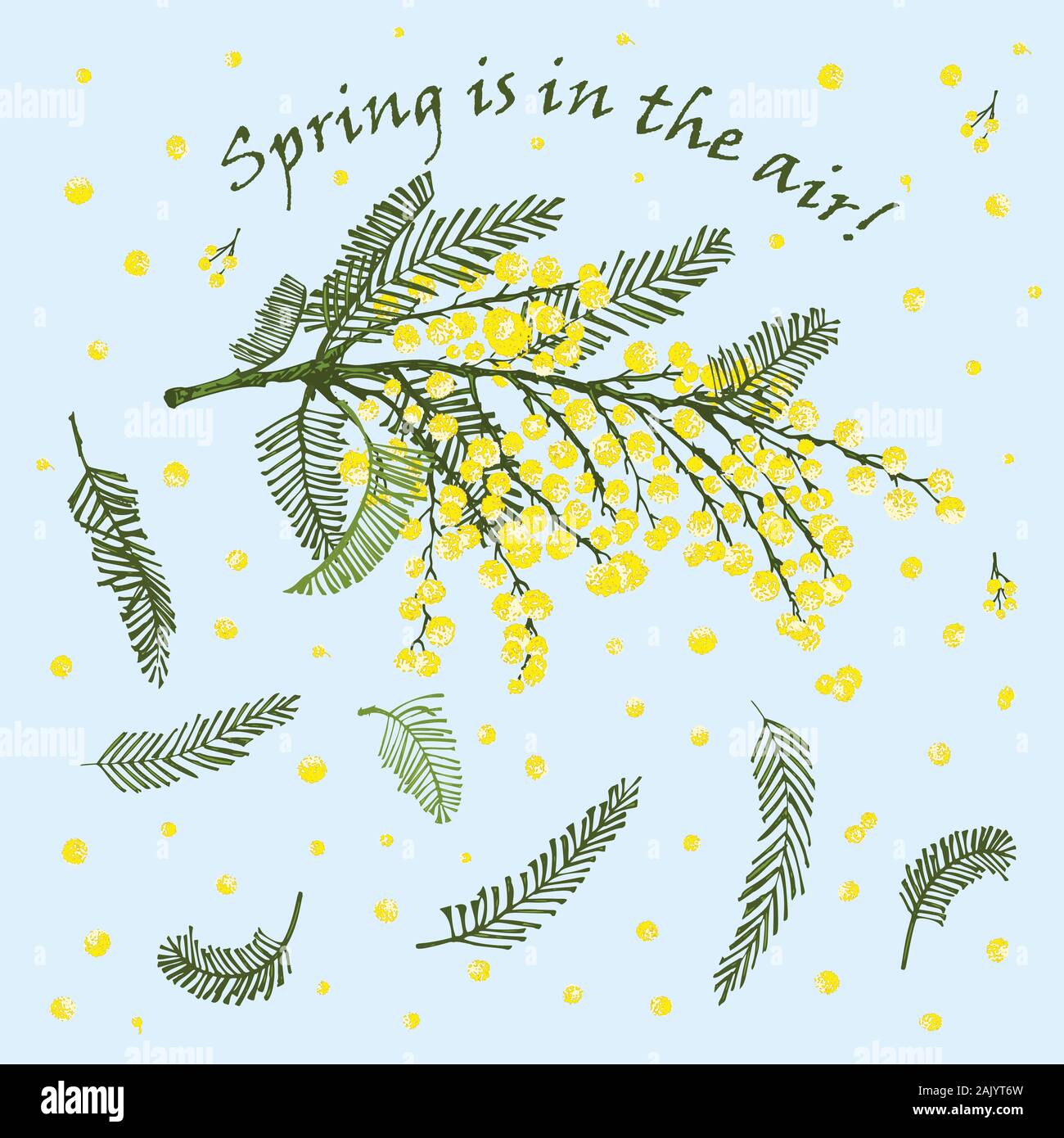 Hand-drawn sketch branch of mimosa flower in yellow and green color ...