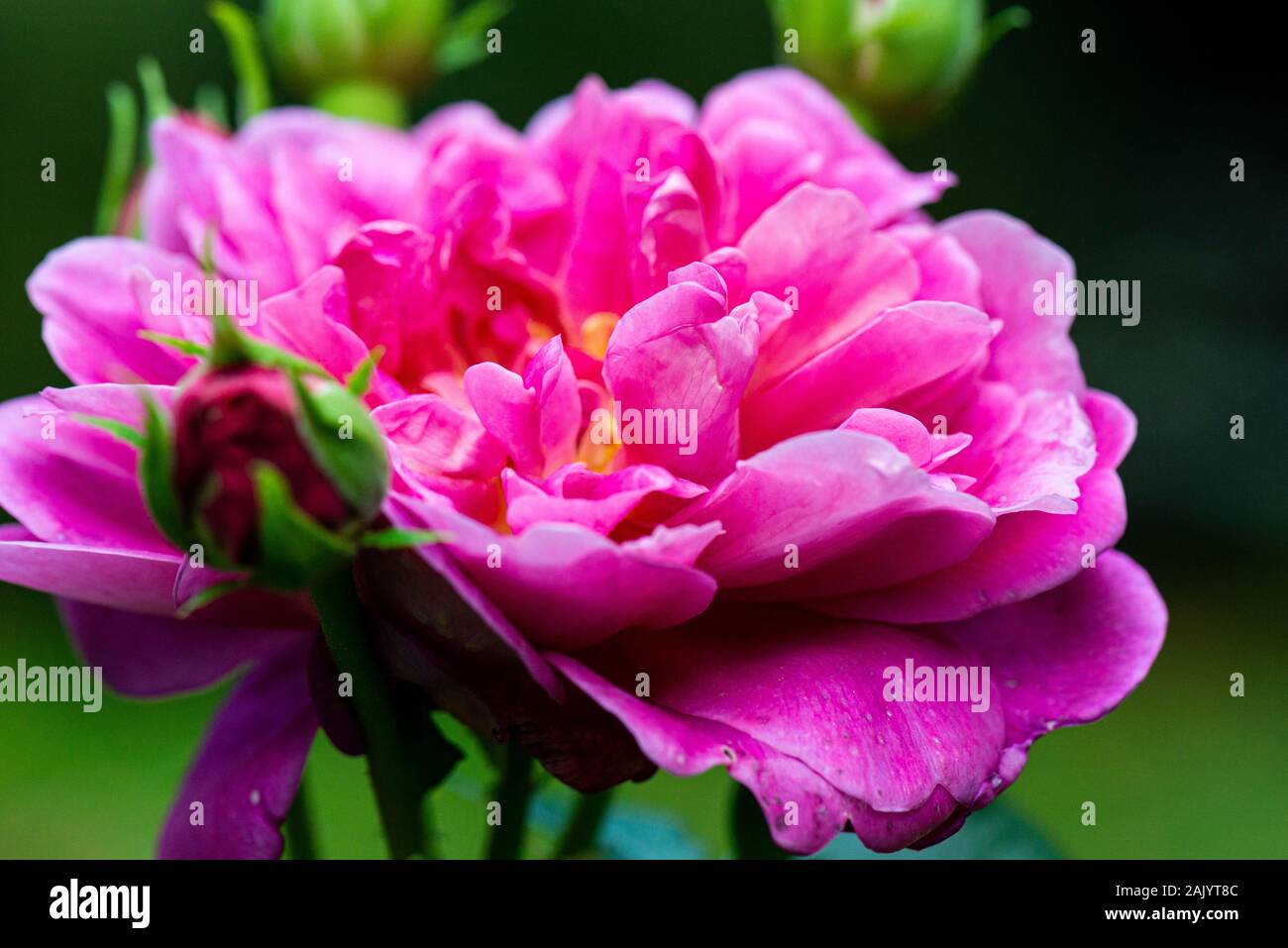 The pink flower of an Aloha climbing rose Stock Photo - Alamy