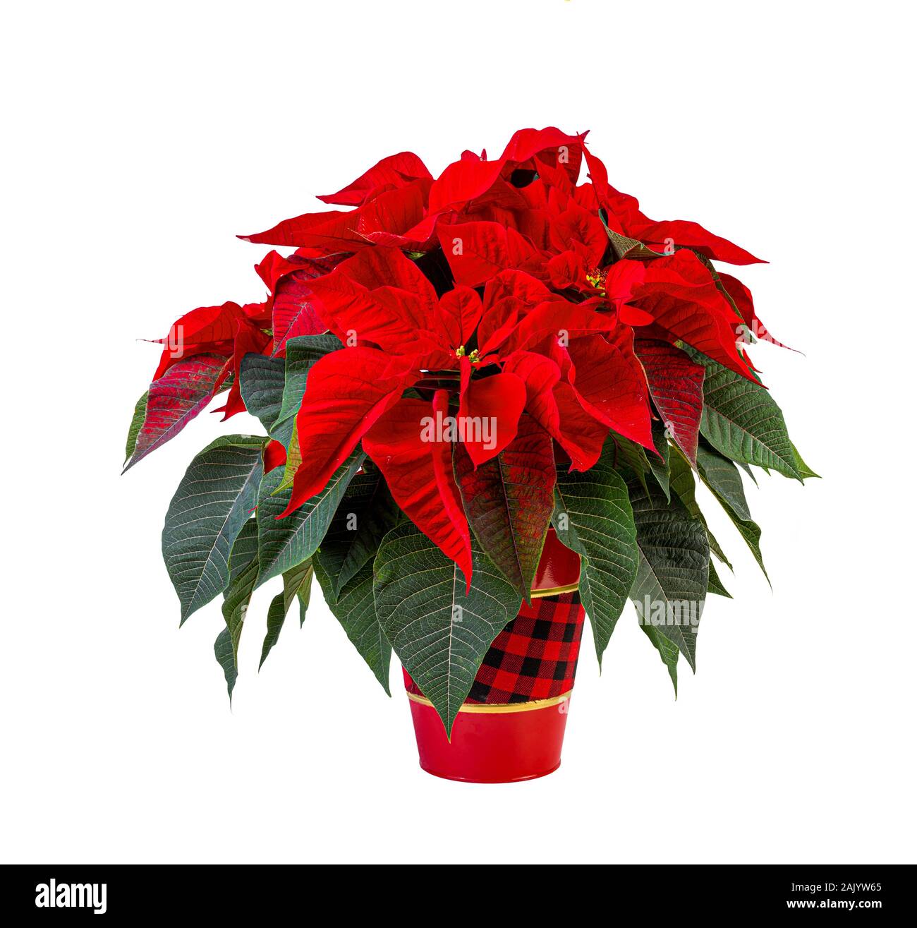 Covered pot hi-res stock photography and images - Alamy