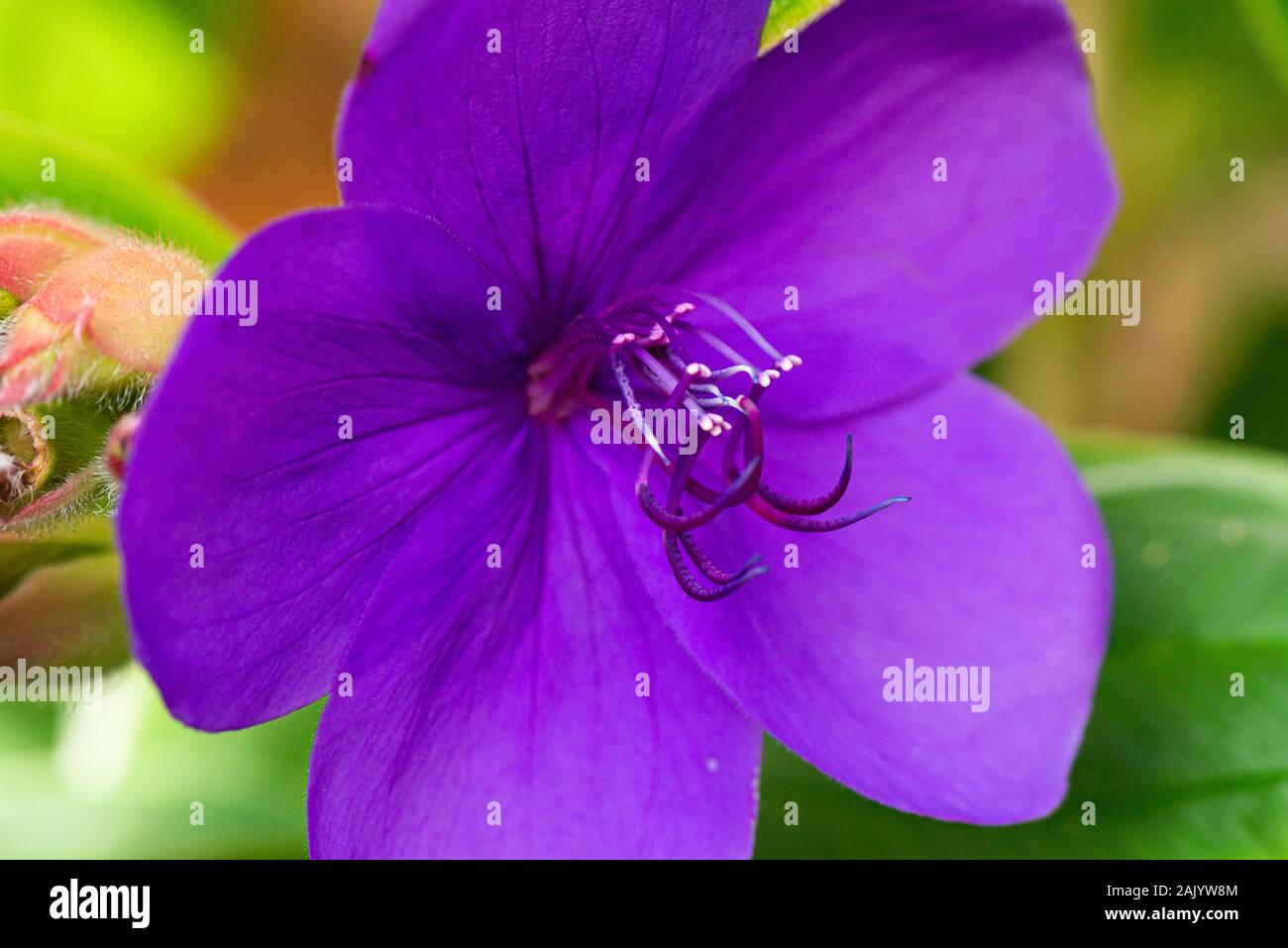 Glory bush tibouchina hi-res stock photography and images - Alamy