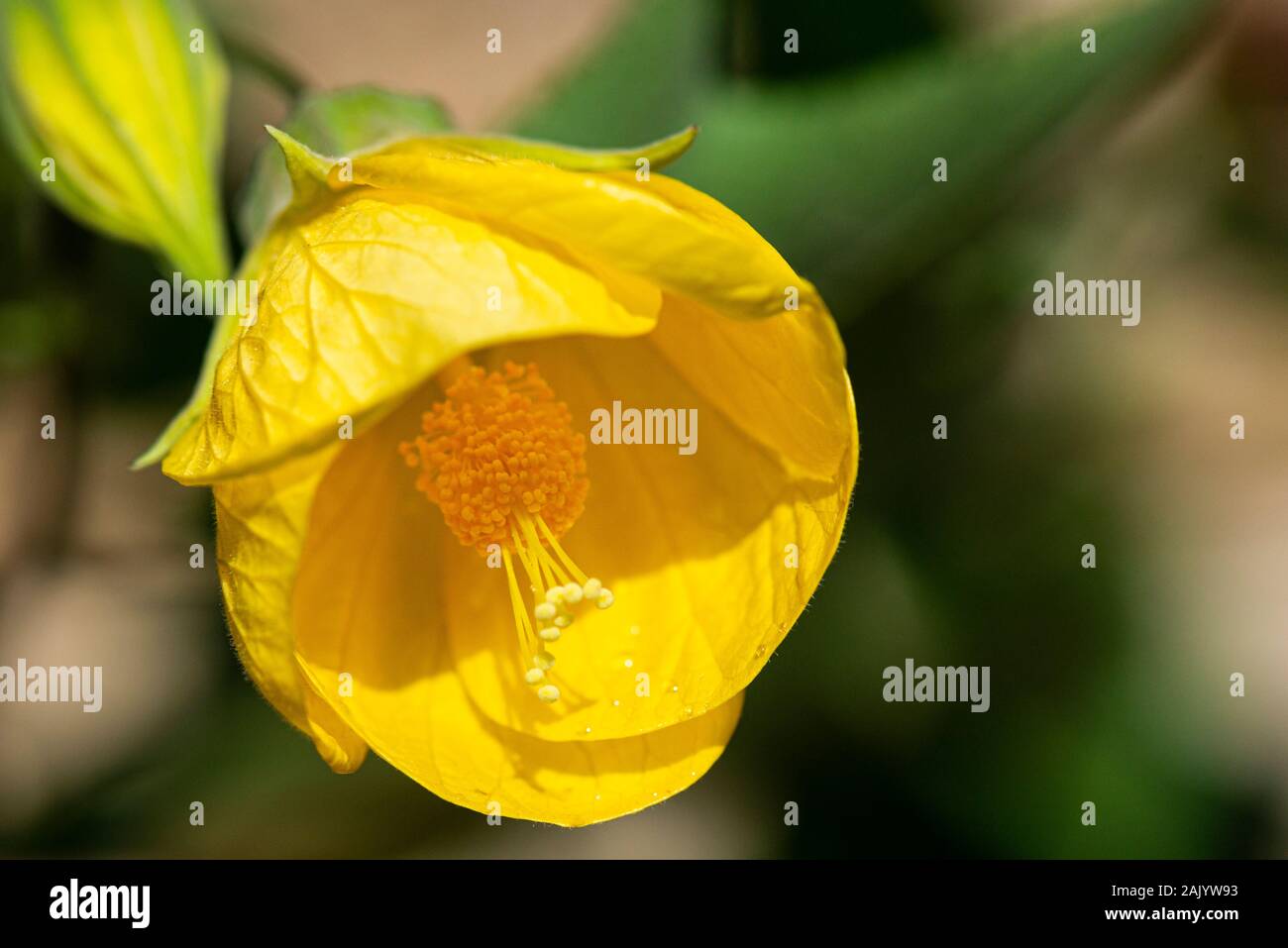 A yellow flower of an abutilon Stock Photo - Alamy