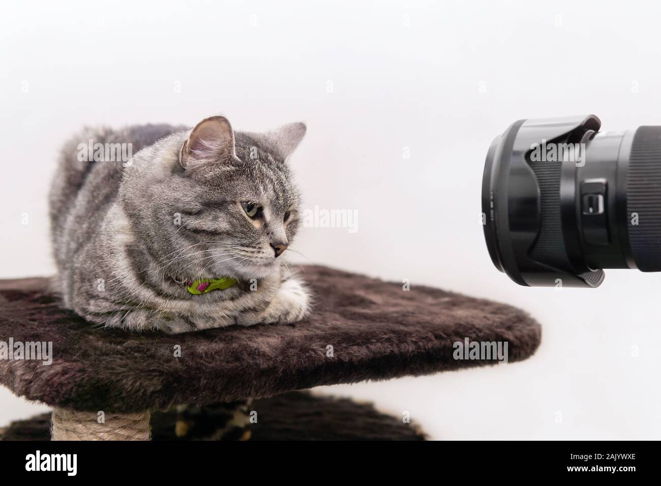 cat in the studio posing in front of the camera lens on a light ...