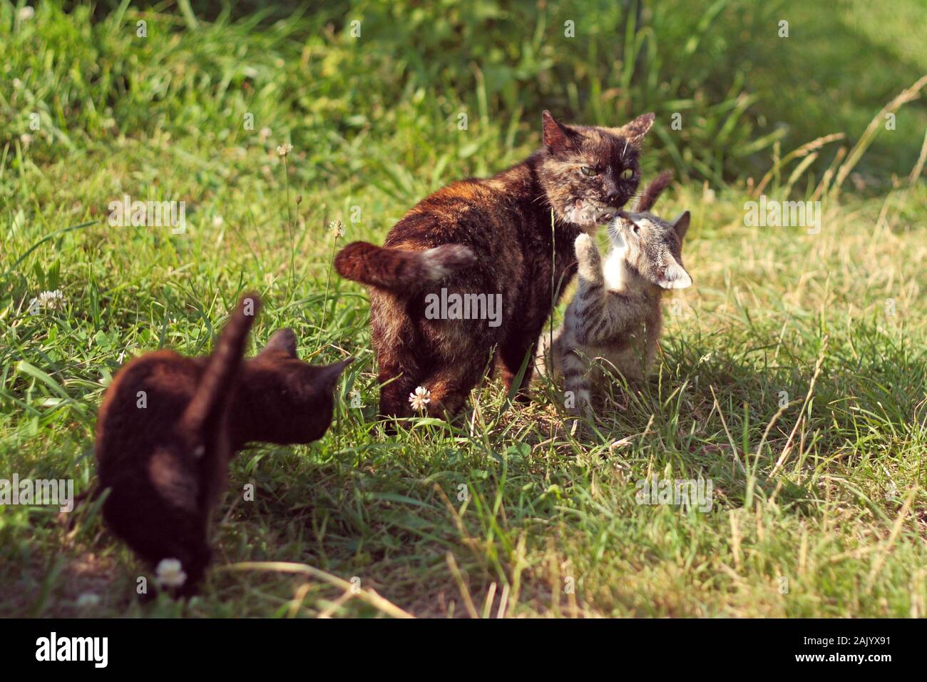 Cat mother kitten mouse hi-res stock photography and images - Alamy