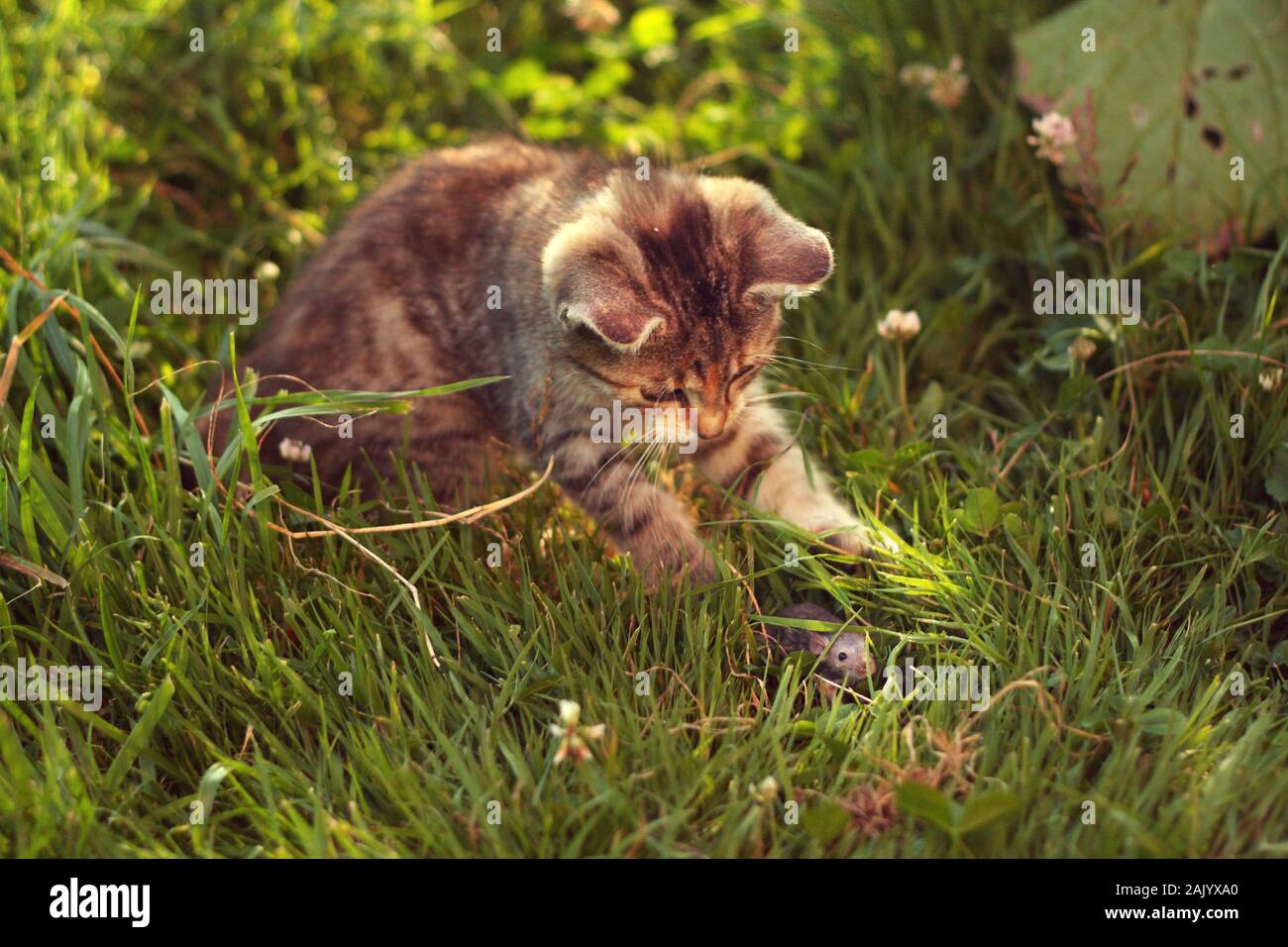 Young tabby cat mouse, on grass, sunny Stock Photo - Alamy