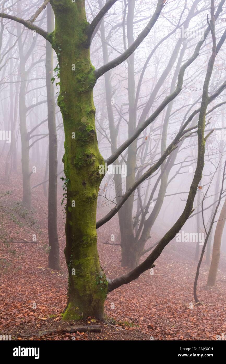 Beech trees in winter mist beside the Cotswold Way in Standish Woods ...