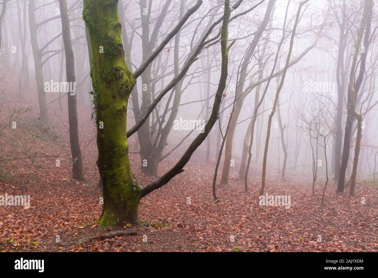 Beech trees in winter mist beside the Cotswold Way in Standish Woods ...