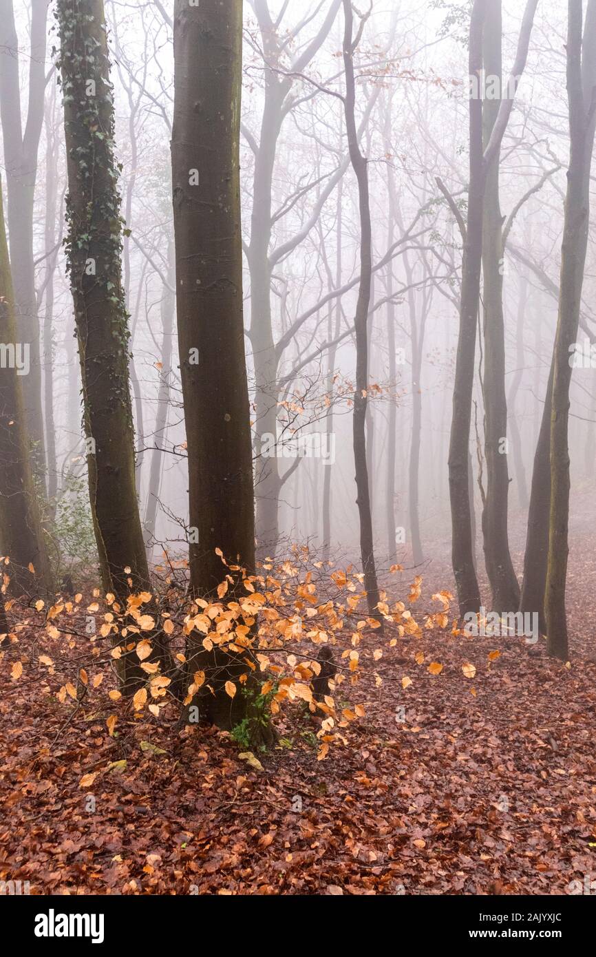 Beech trees in winter mist beside the Cotswold Way in Standish Woods ...