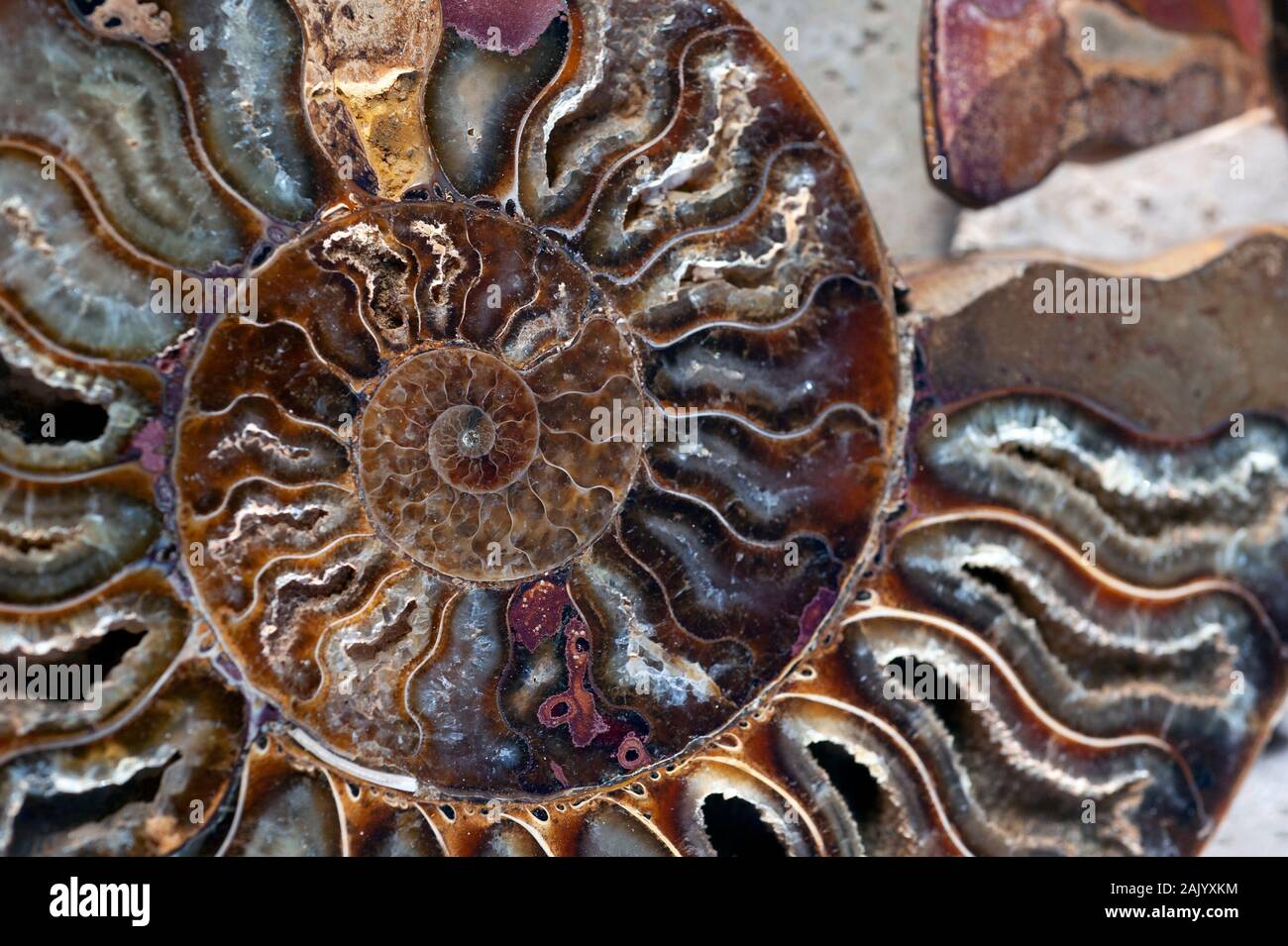 Nautilus fossil ammonite hi-res stock photography and images - Alamy