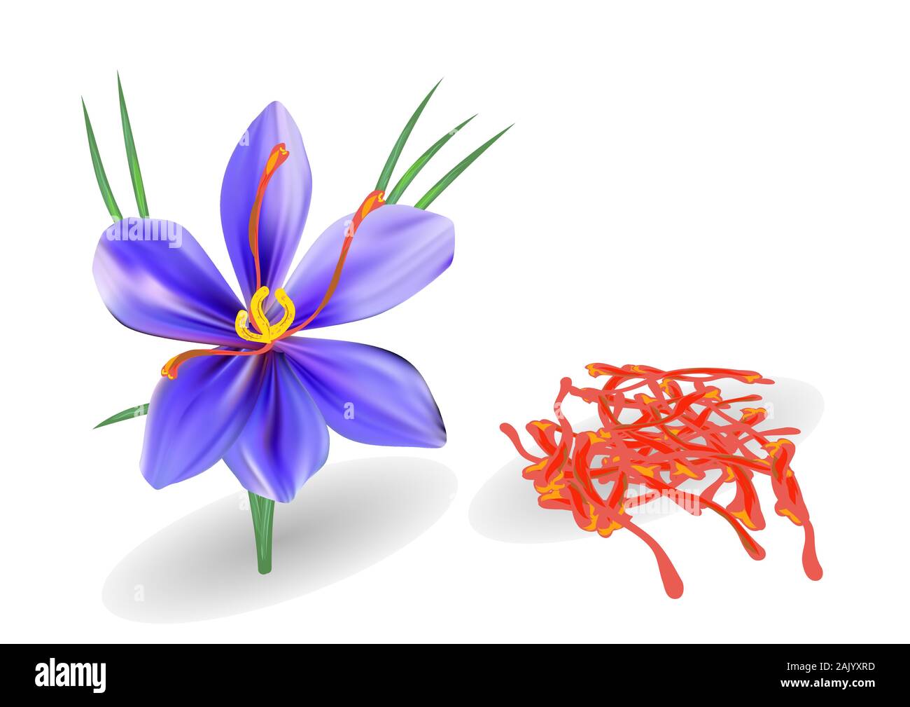 Saffron flower Stock Vector Images - Alamy