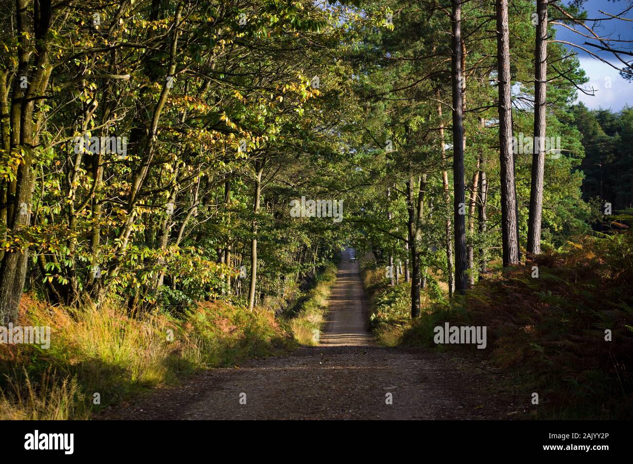 Evening sunlight falls through the trees and across a track in Swinley ...
