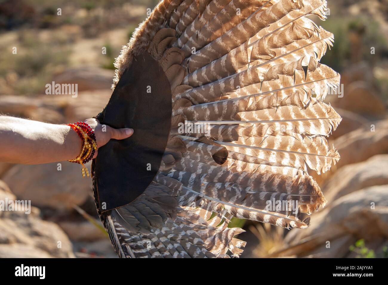 Ceremonial bird feather fan during spiritual ceremony in the desert ...