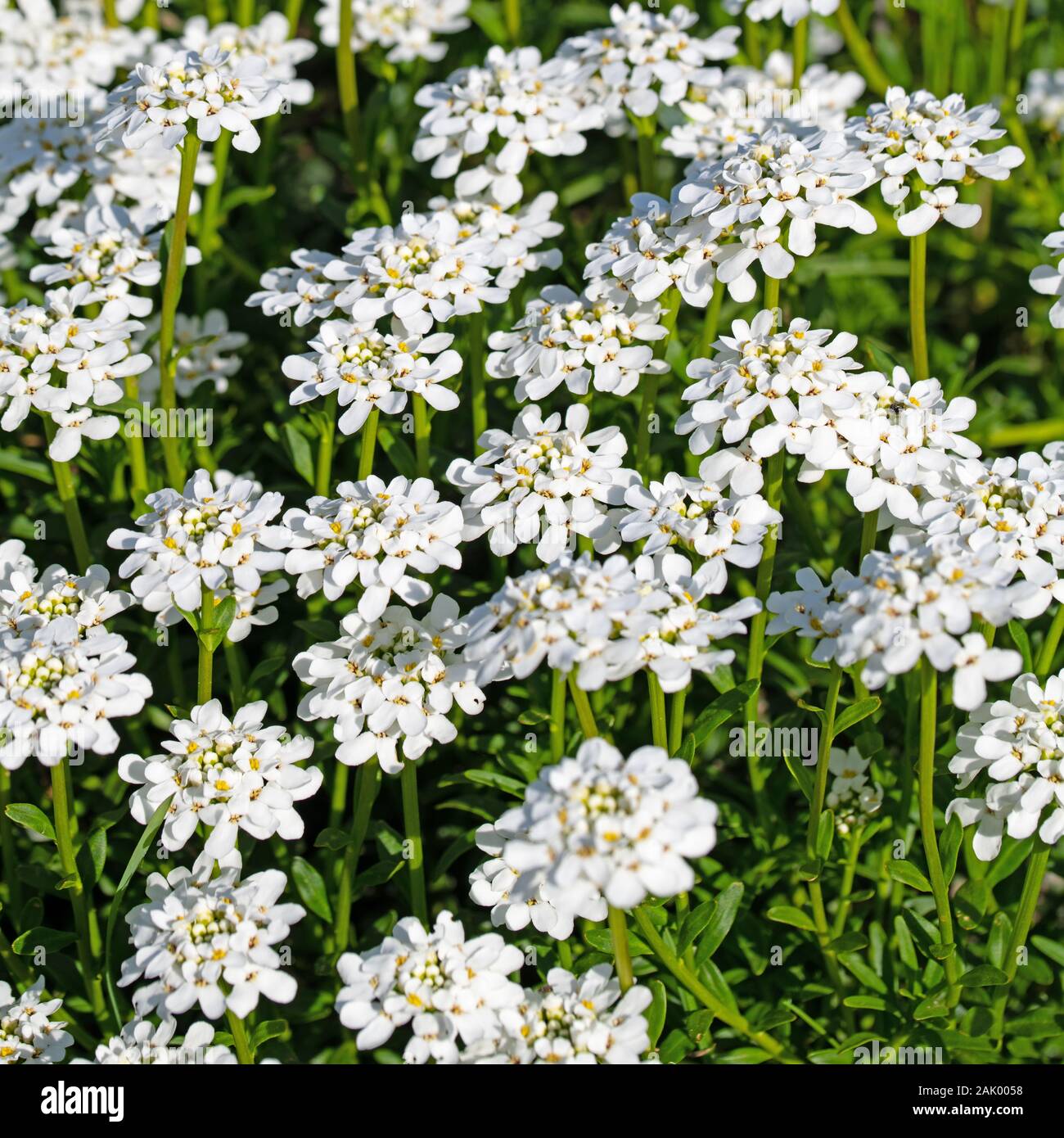 Spring flowering candytuft hi-res stock photography and images - Alamy