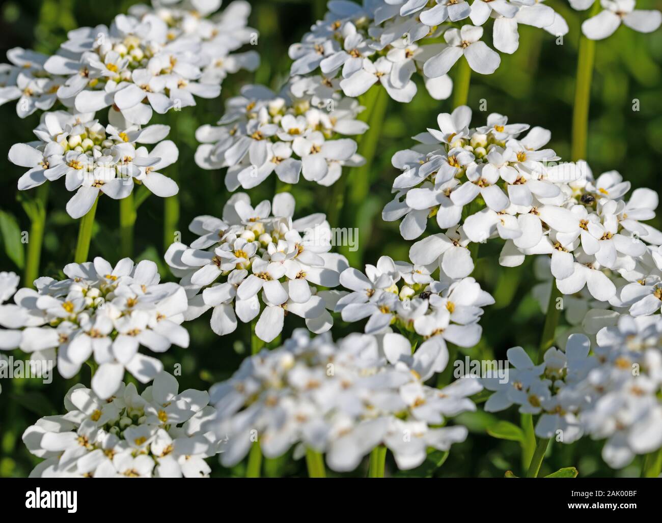 Schleifenblume High Resolution Stock Photography and Images - Alamy