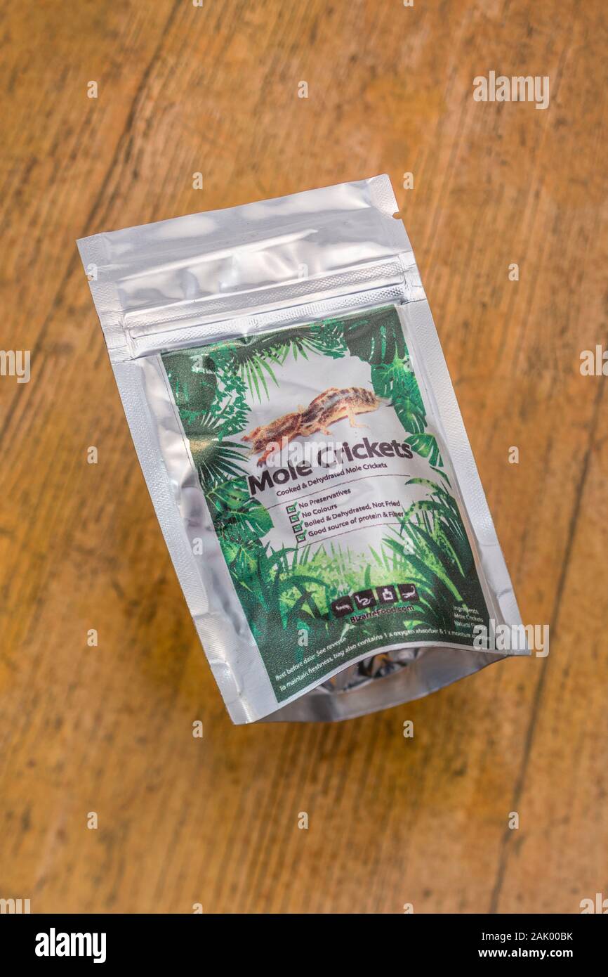 Edible insects / novelty food: Mole Crickets / Gryllotalpa africana ...