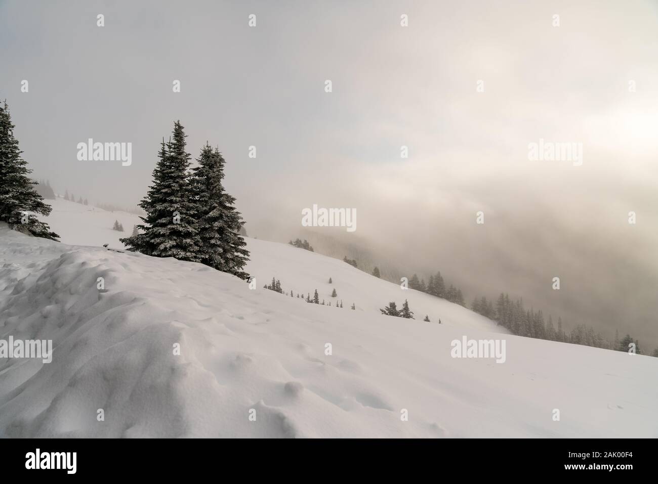 Hurricane Ridge in Olympic National Park, Washington Stock Photo - Alamy