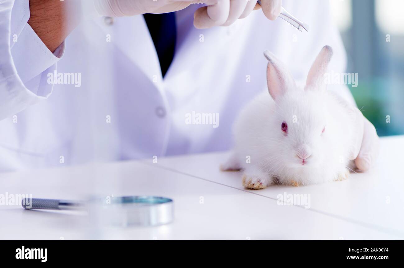 The vet doctor examining rabbit in pet hospital Stock Photo - Alamy