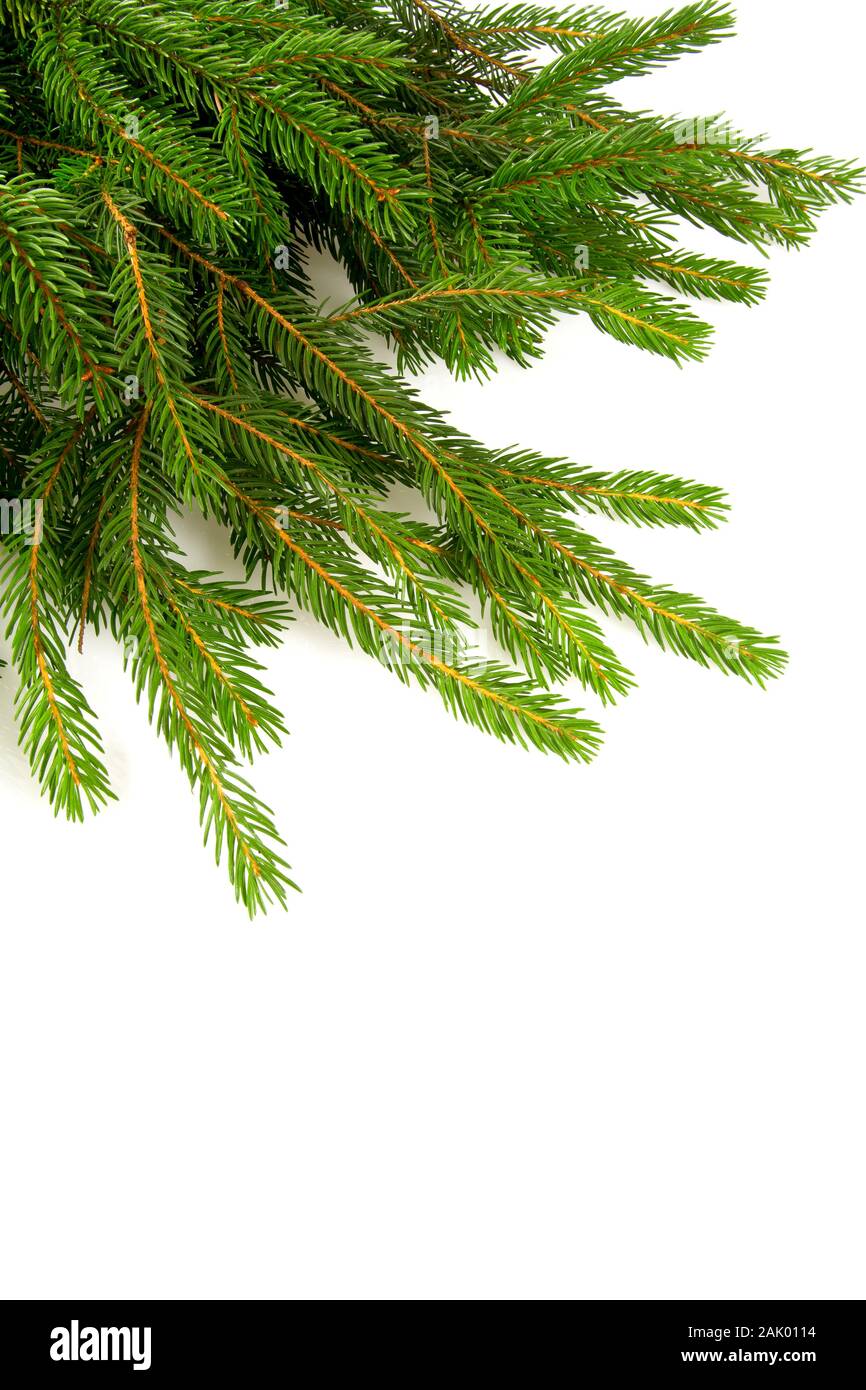 fir tree branch isolated on white Stock Photo - Alamy