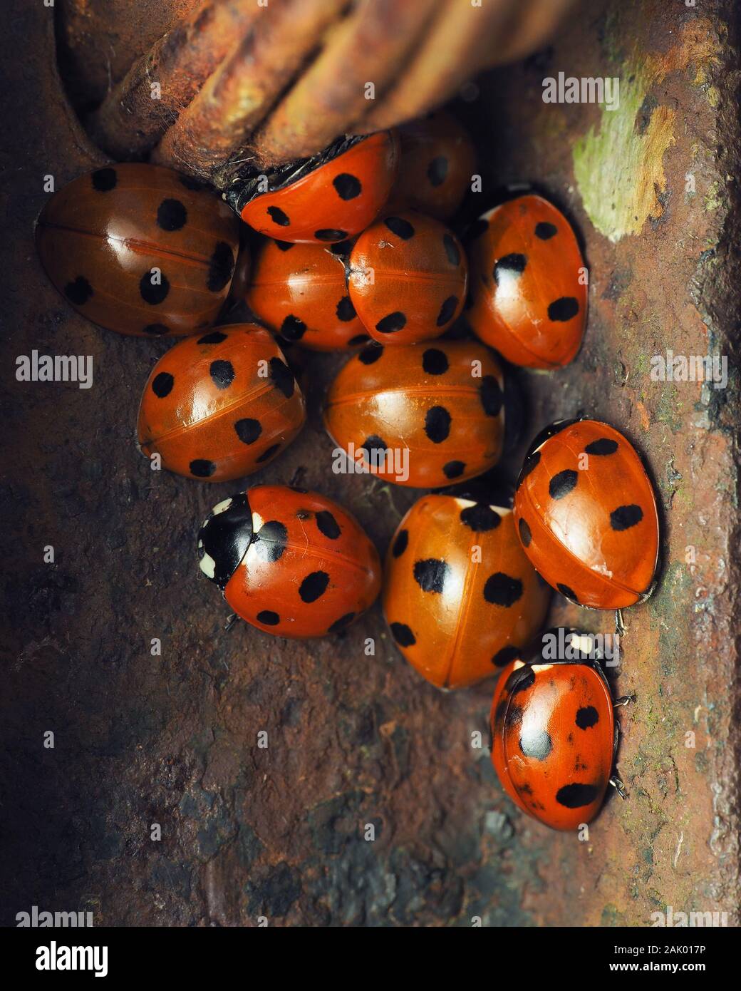 Ladybirds in group hi-res stock photography and images - Alamy